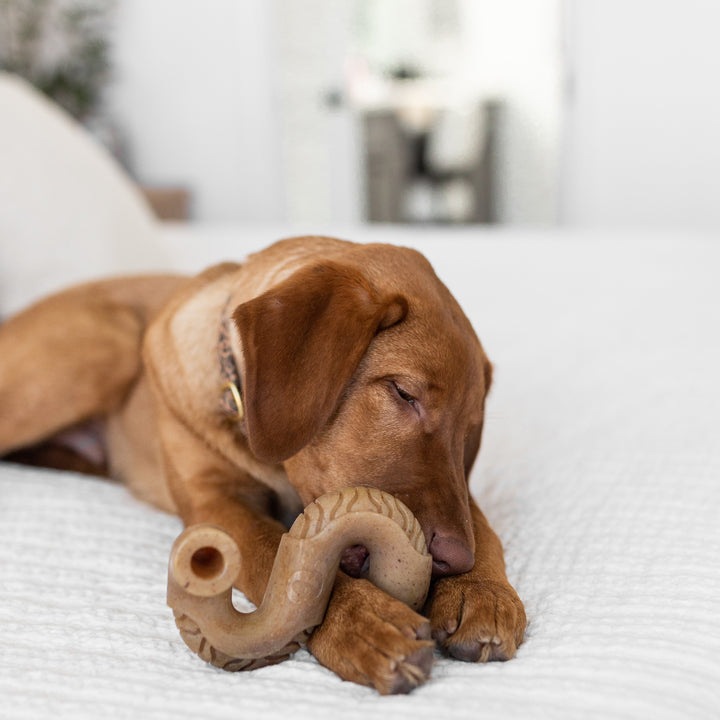 Benebone Tripe Bone Durable Dog Chew Toy - Tucson, AZ - Arizona Feed ...